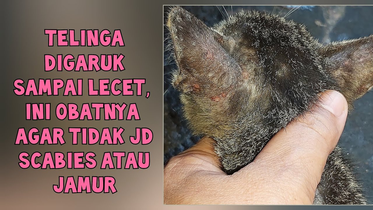 CARAKU MENGOBATI TELINGA KUCING YANG GATAL KARENA SCABIES DAN DI GARUK ...