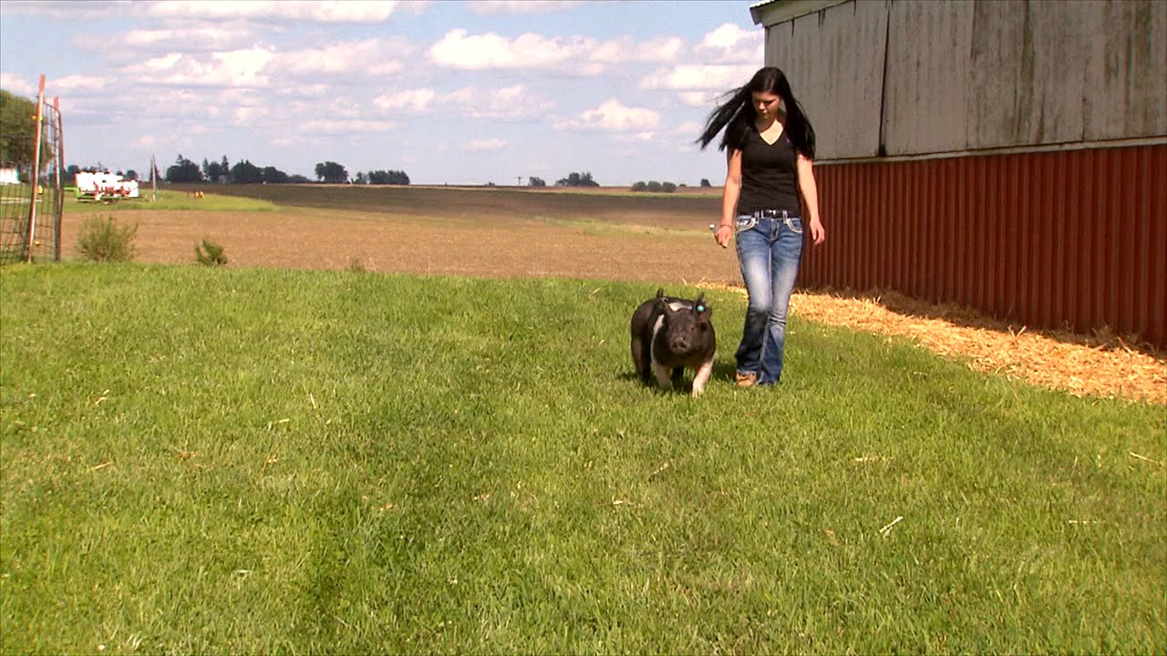 FFA Family Effort - YouTube