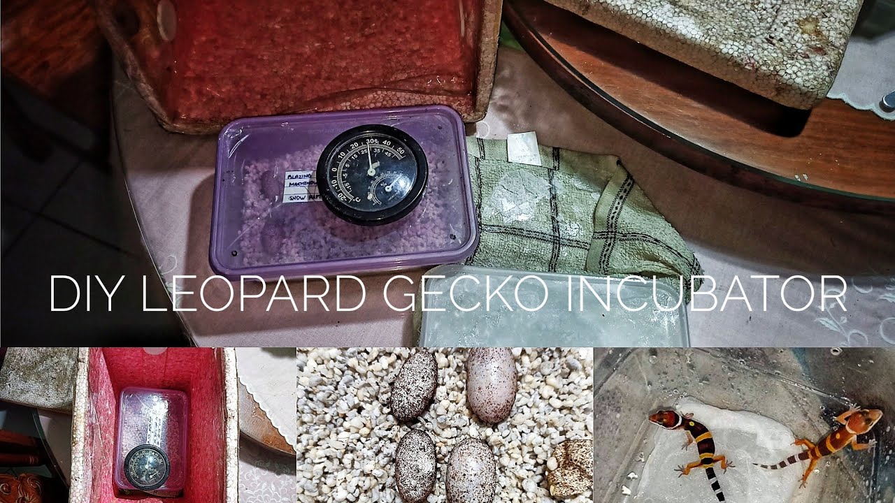 DIY Leopard Gecko Incubator!!! Basic Needs | Nicoz Vitor - YouTube