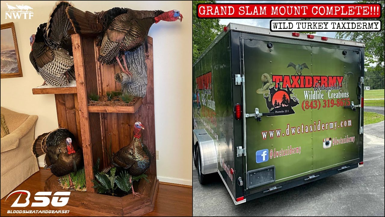MY GRAND SLAM MOUNT IS COMPLETE!!! [NWTF] **WILD TURKEY TAXIDERMY ...