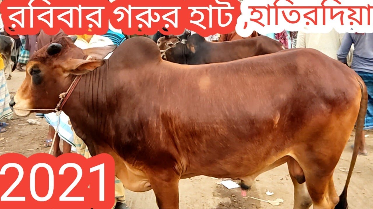 আজ রবিবার@9/5/21/ক্রেতা নেই,হাতিরদিয়া পশুর হাটে বিভিন্ন প্রজাতির ষাঁড় ...