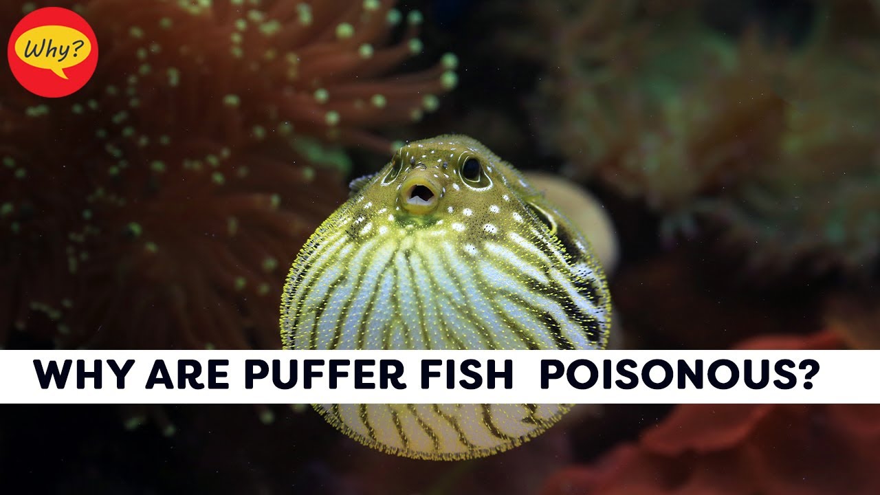 Why do puffer fish are poisonous?| Fascinating facts #54| Why Things ...