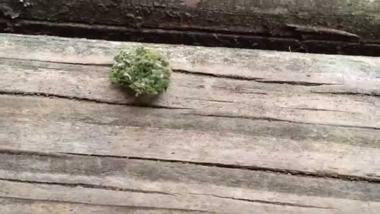 Unknown Creature Found??? - Strange Camouflage Insect, Caught On Camera ...