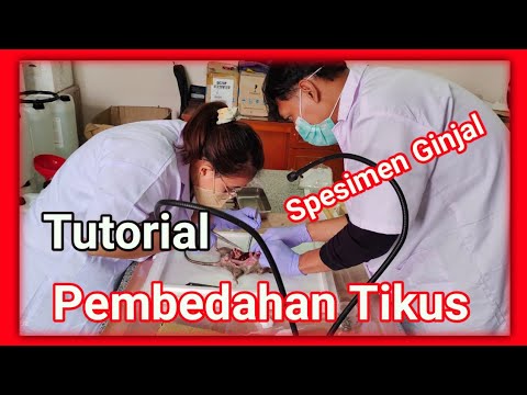 Tutorial Pembedahan Tikus Full HD 1080p 1 - YouTube