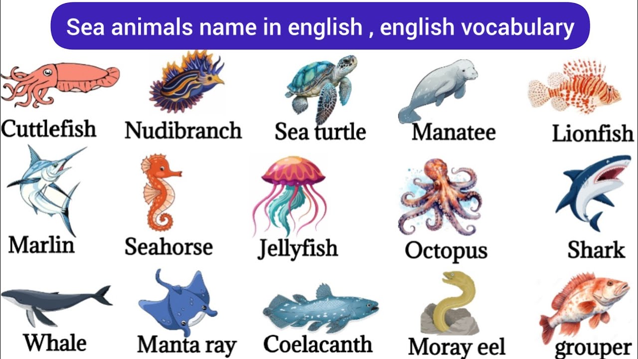 Learn Names Of Sea Animals In English Esl Buzz Words That Start With