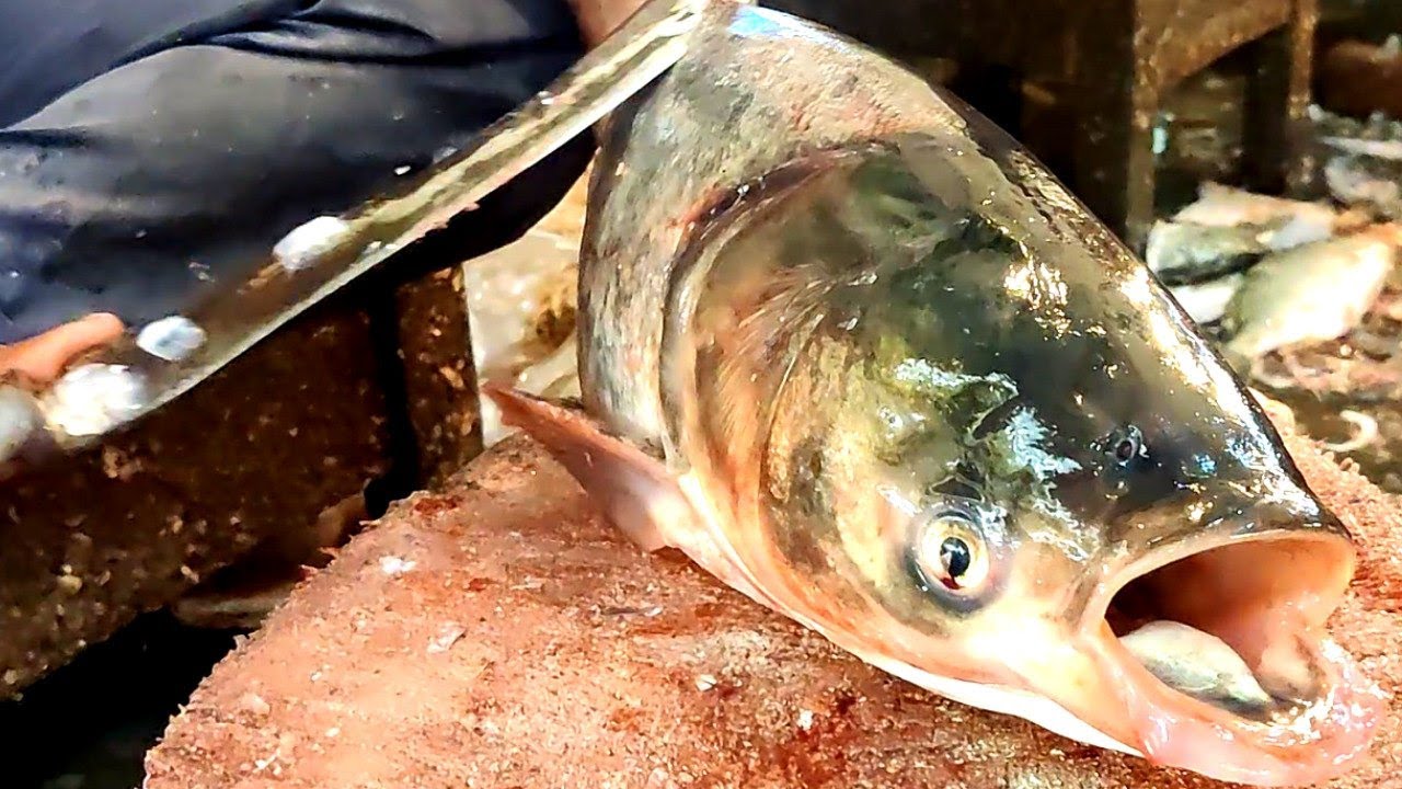 Amazing Big Head Carp Fish Cutting Skills In Big Fish With Fish Market ...