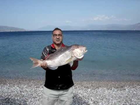 Synagrida 7.5 kgr @ Aigio - YouTube