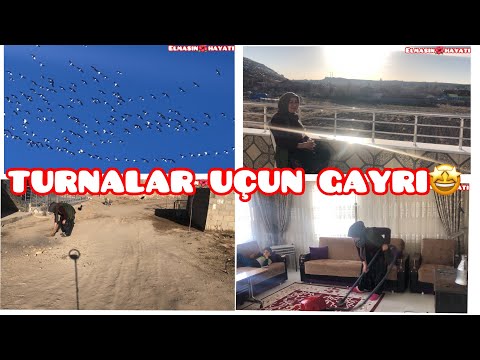 BELGESEL TADINDA🐕‍🦺🐈🐓ELMASIN KÖY HAYATI🥰TURNALAR 🦜GÖÇ EDERKEN,,AVLU TEMİZLİĞİ.TAVUK,KUŞ, HOROZ