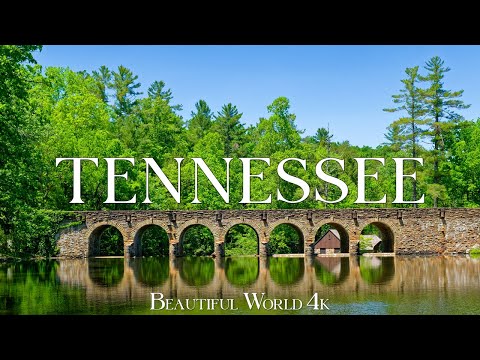 Tennessee 4K - Forest Light, Morning Fog, and the Sounds of Nature’s Awakening - Calming Music