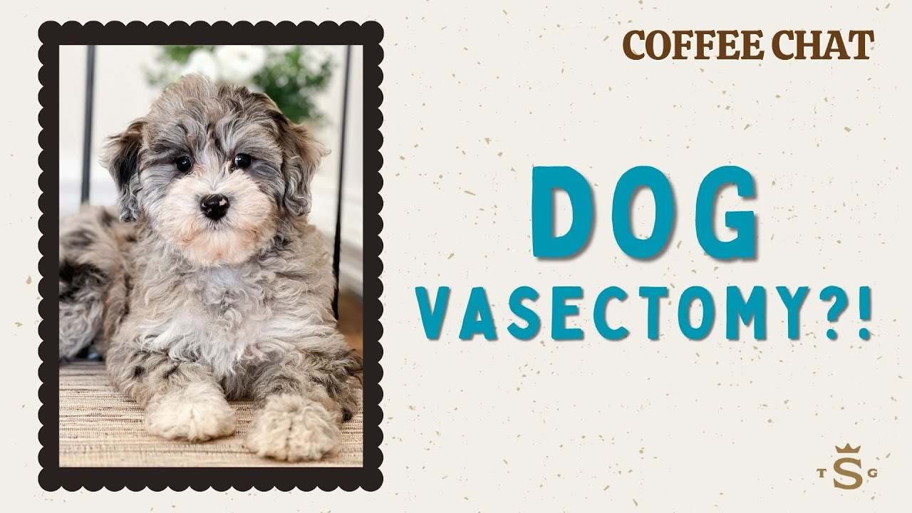 Dog Vasectomy?! | CC | Ep 37 - YouTube