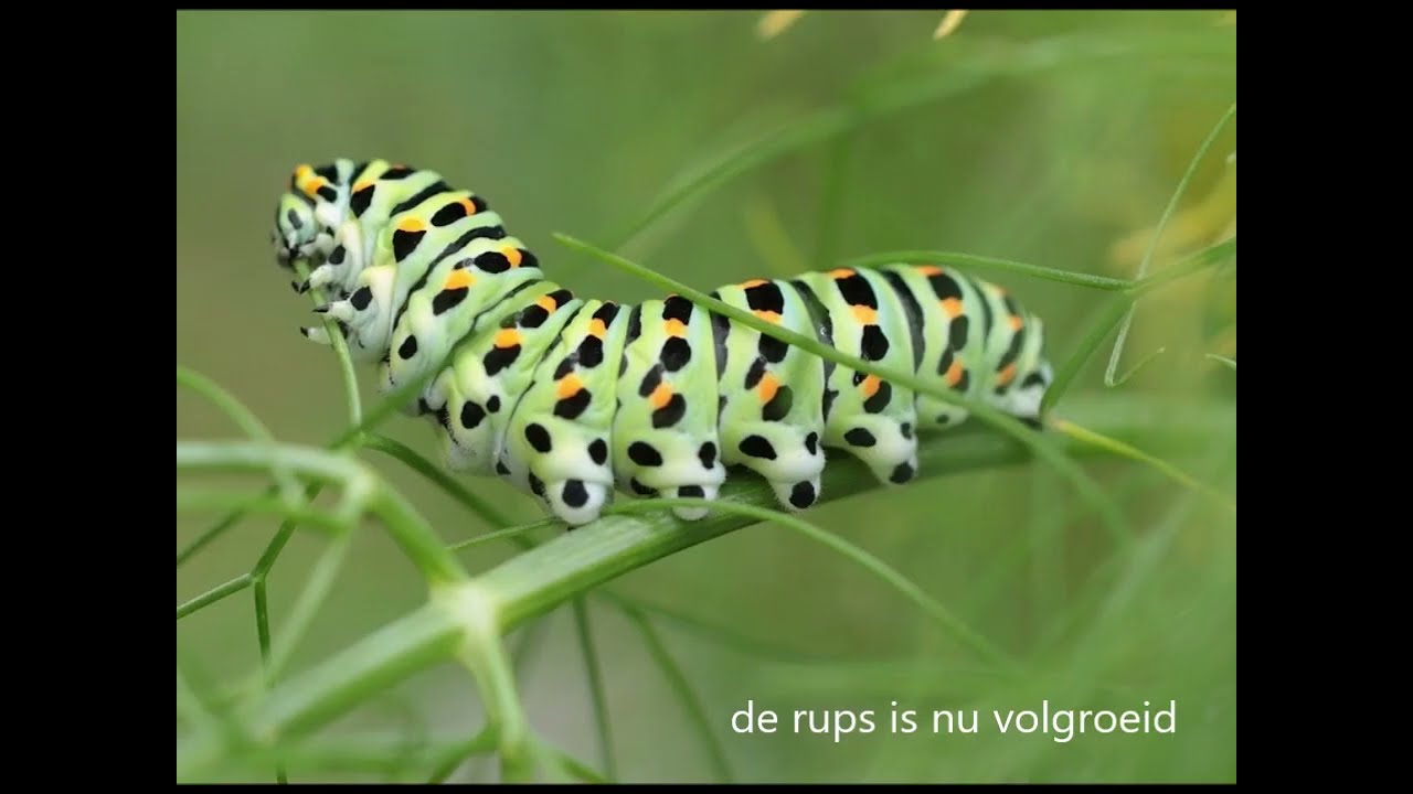 Koninginnenpage van rups tot vlinder - YouTube