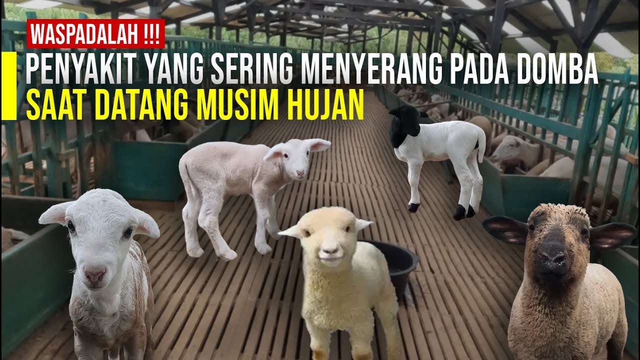 Treatment Perawatan Domba Cempe Di Saat Musim Hujan - YouTube