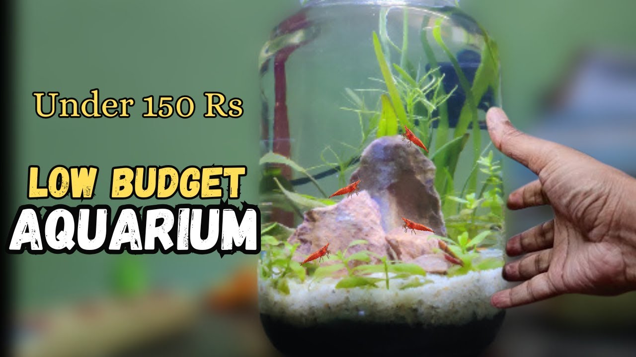 Mini Aquatic World in a JAR Under 150 Rs - YouTube