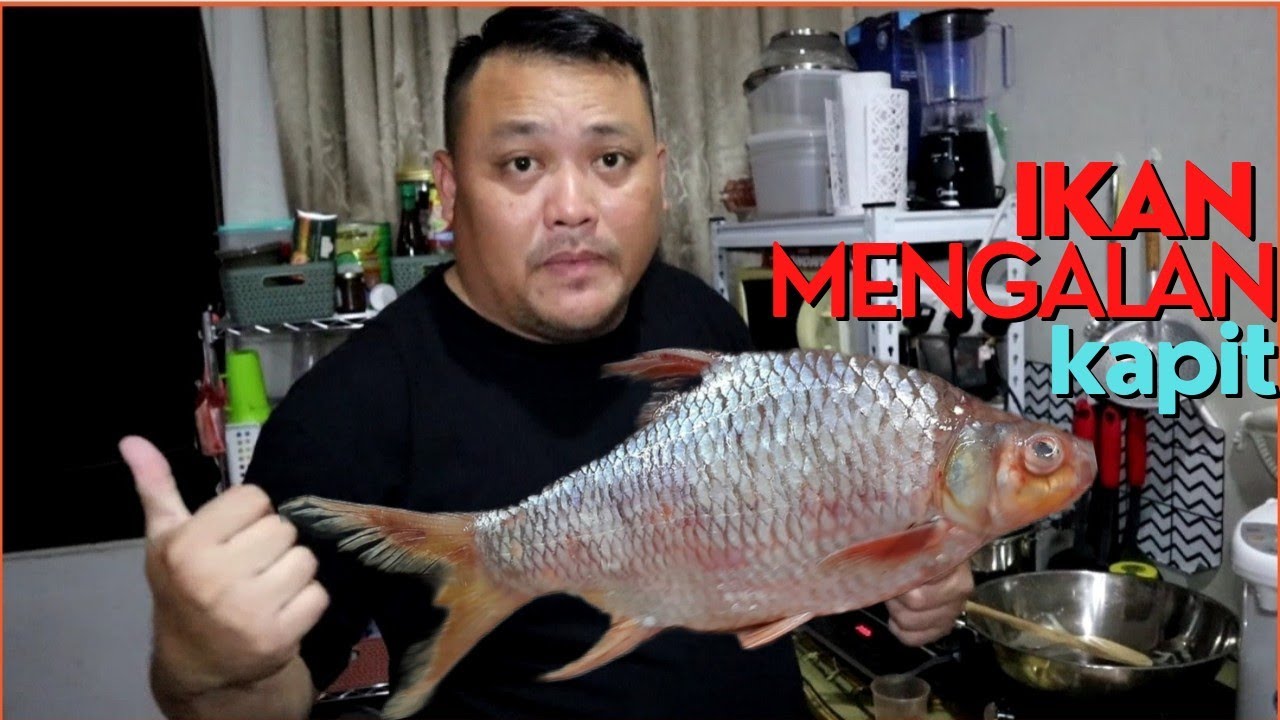 Resipi Ringkas Stim Ikan Mengalan Dari Kapit Dengan Bunga & Umbut ...