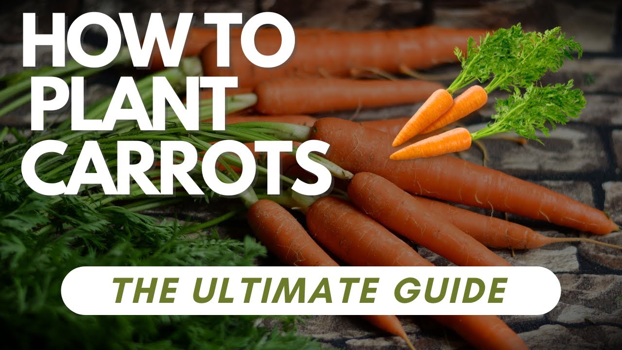 How To Plant Carrots: A Step-by-Step Guide for Beginners - YouTube