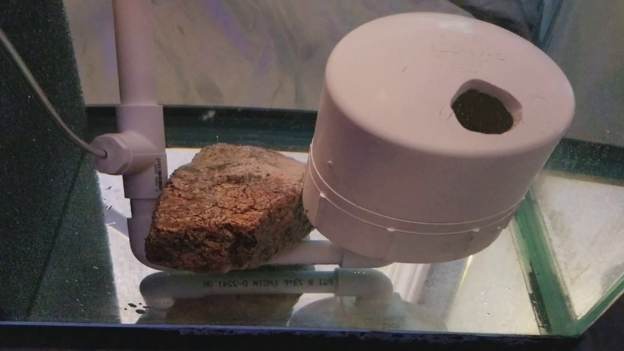 Petricola Breeding Setup - YouTube