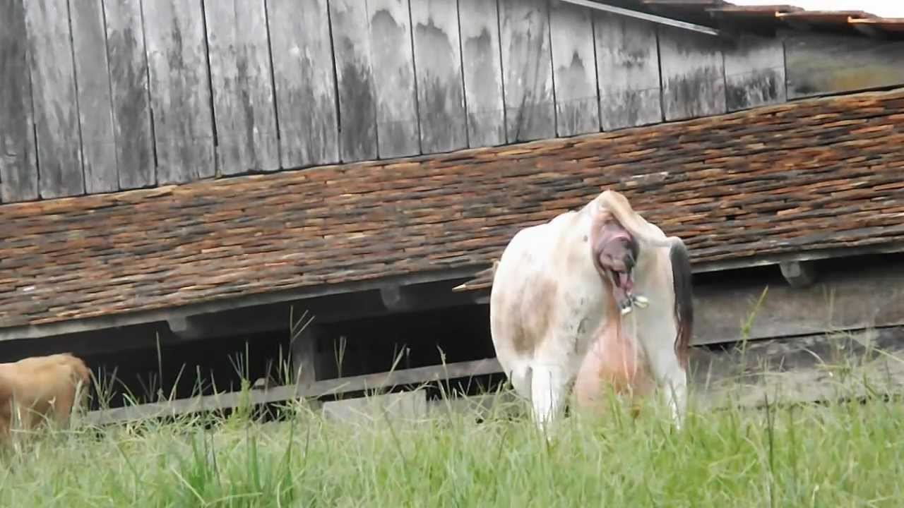 O parto de uma vaca. Natureza em ação! - YouTube