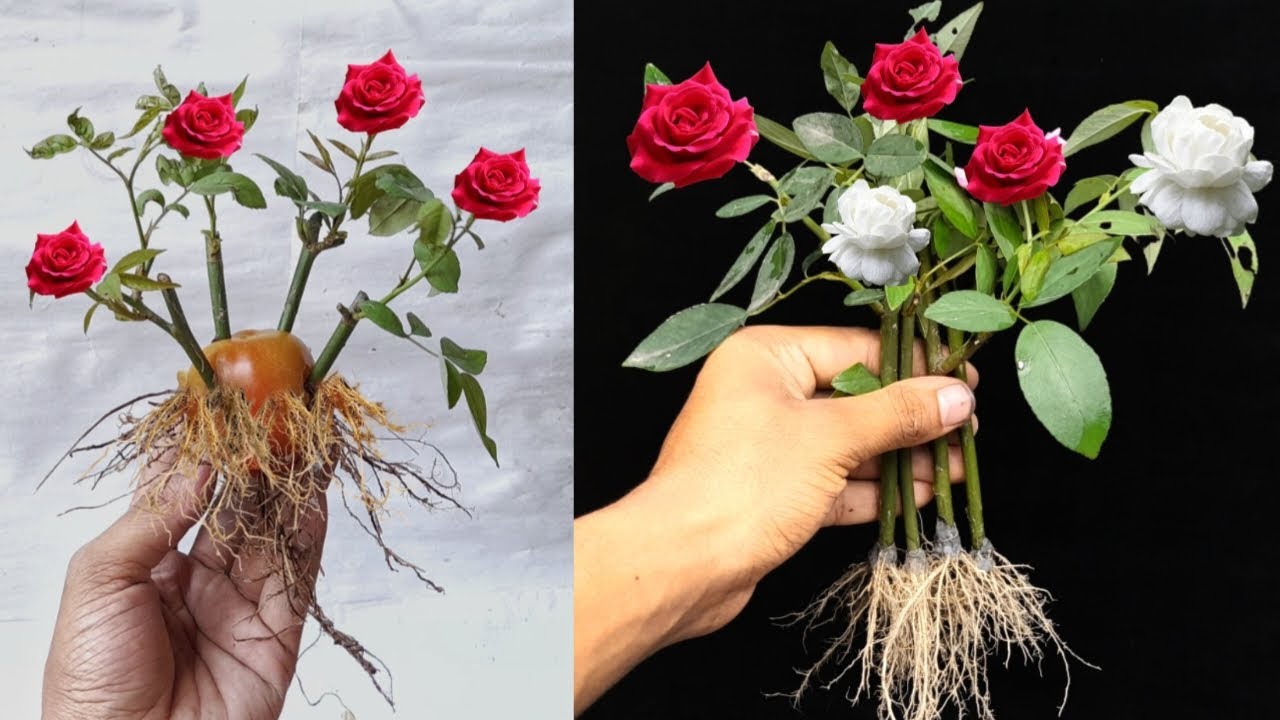 Best method of propagate roses by air layering with tomato🌹🌹Easy way to ...