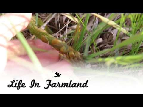 Family Night Wild Asparagus Hunting