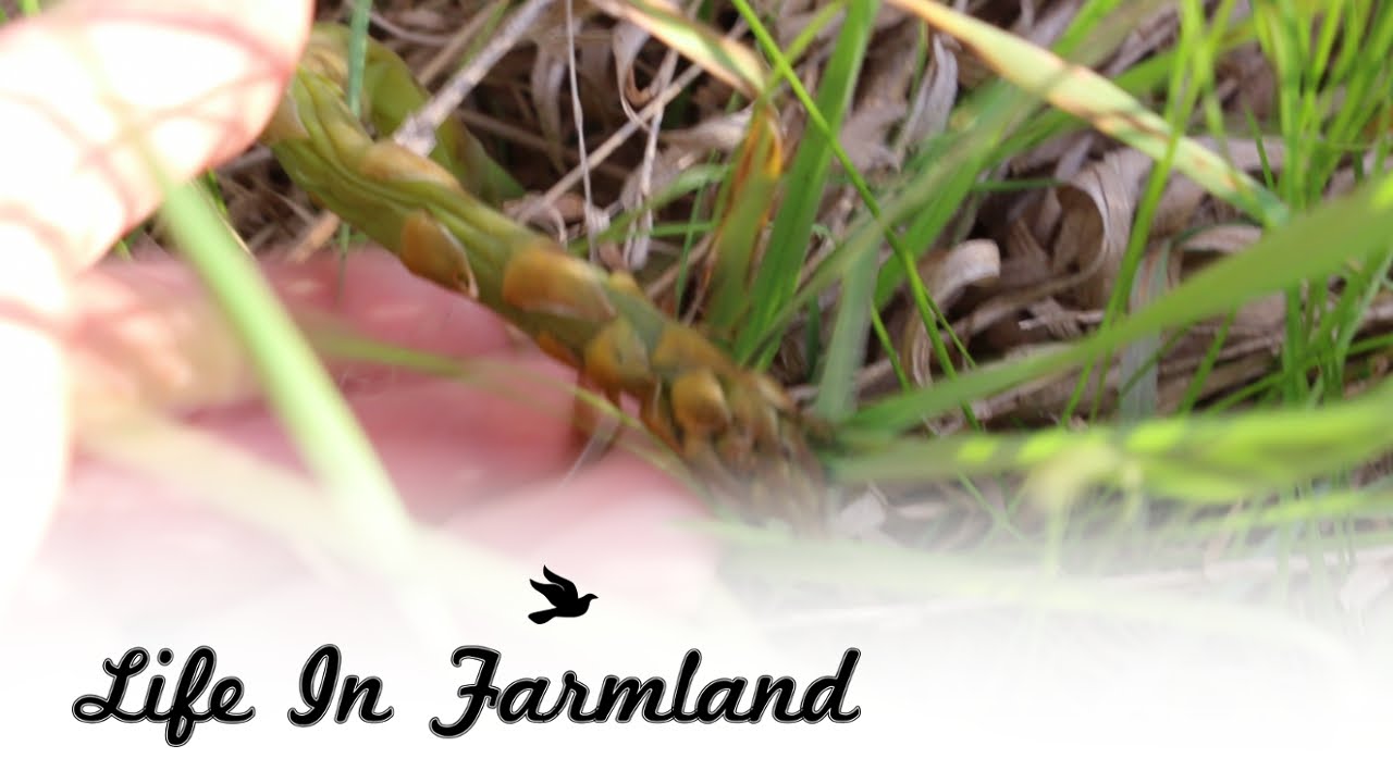 Family Night Wild Asparagus Hunting - YouTube