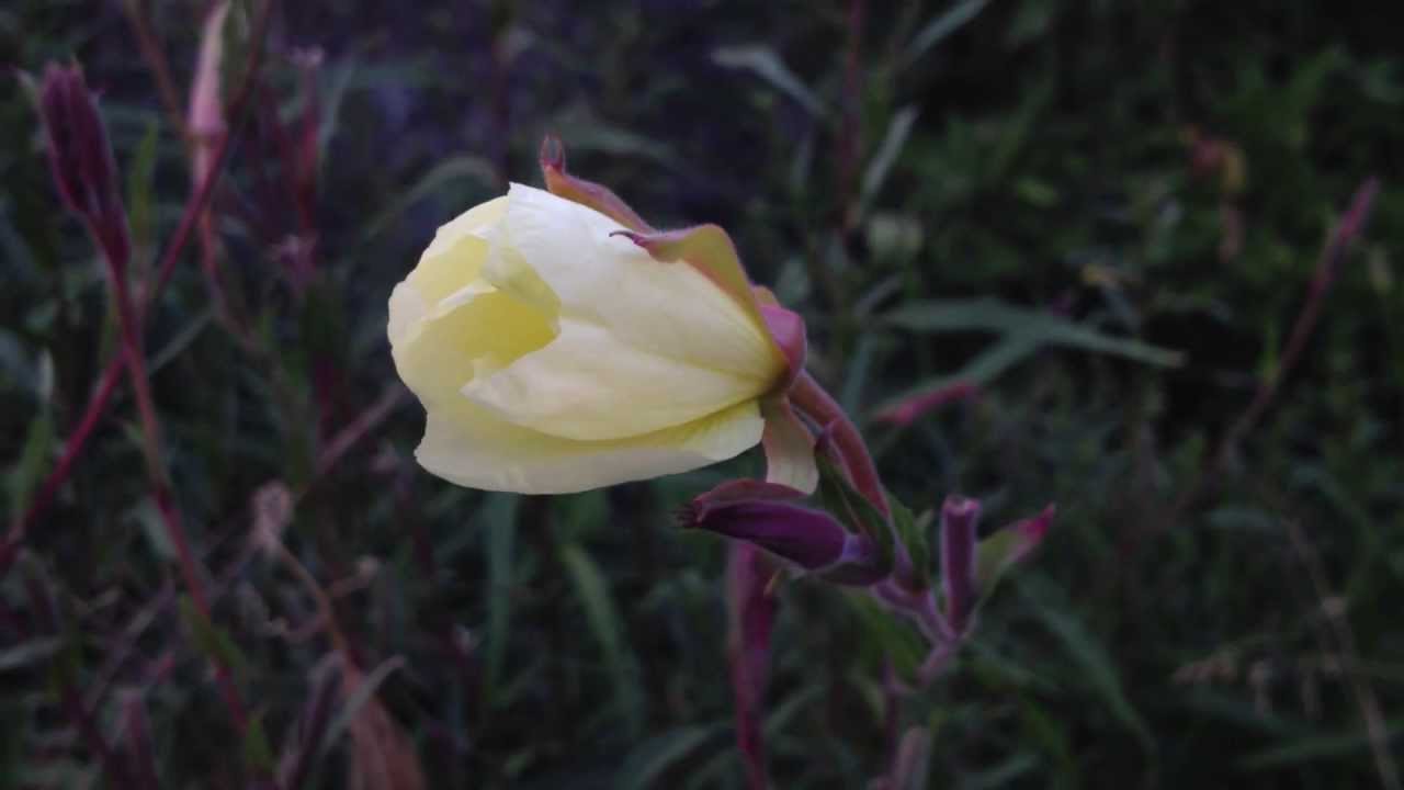 The amazing SOUND of an Evening Primrose flower popping open... - YouTube