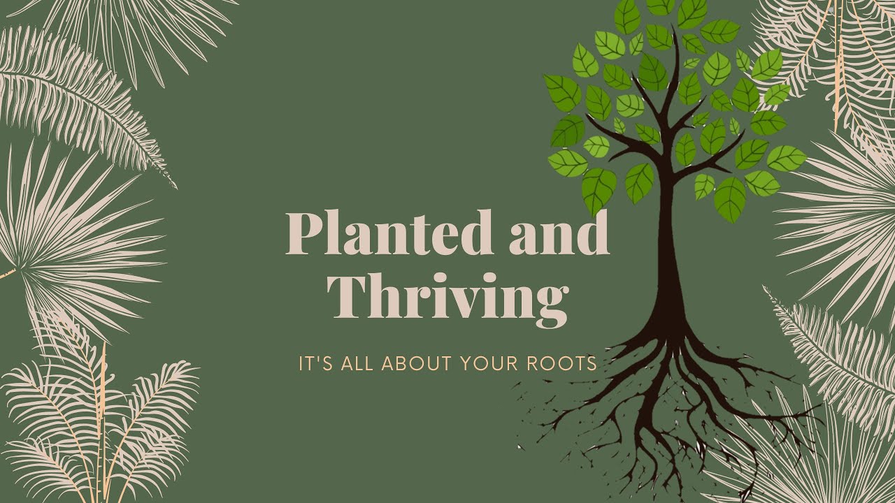How Are You Rooted? - YouTube