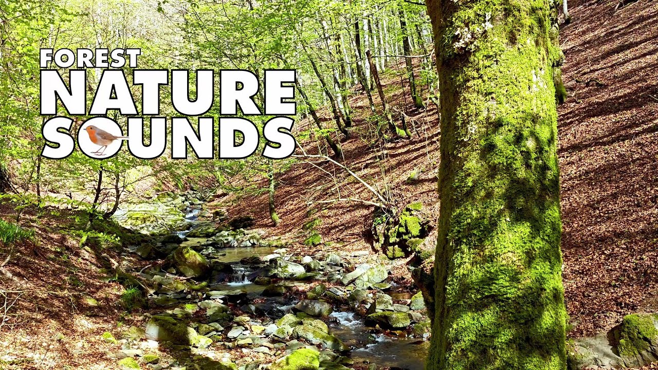💚 The best sounds of nature. Environmental sounds of nature beneficial ...