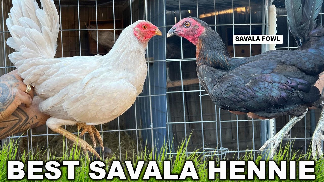 BEST HENNIE Savala Fowl in Modesto California | Beautiful Birds - YouTube