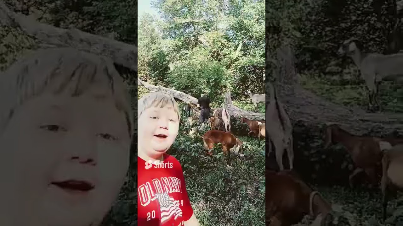 GOAT JUNGLE GYM - YouTube