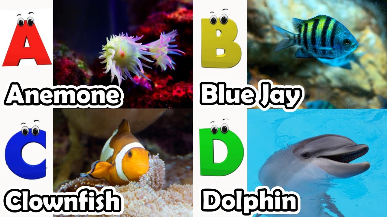 ABC phonics animals | ABC Sea Animals song | English and Animals for ...