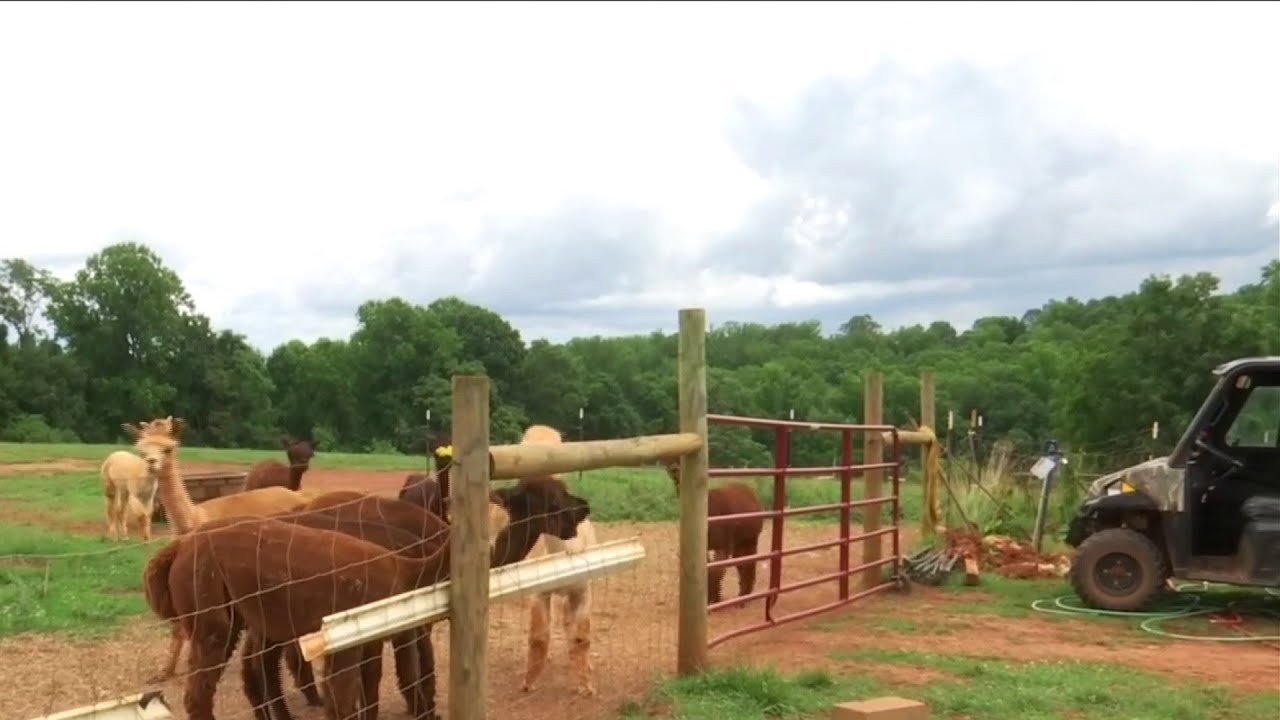 Smith Mountain Lake Alpaca Farm has much to offer - YouTube