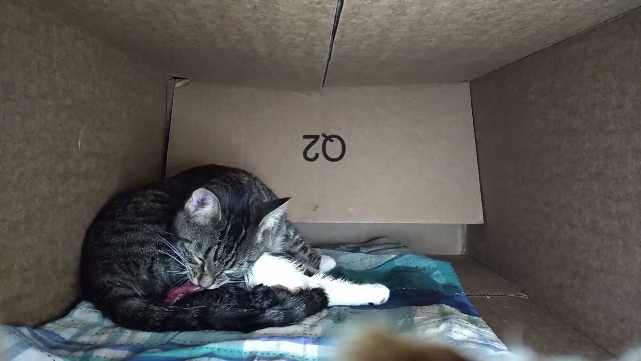 PREGNANT CAT GIVES BIRTH TO 5 KITTENS AND EATS THE PLACENTA - TOXICATTY ...