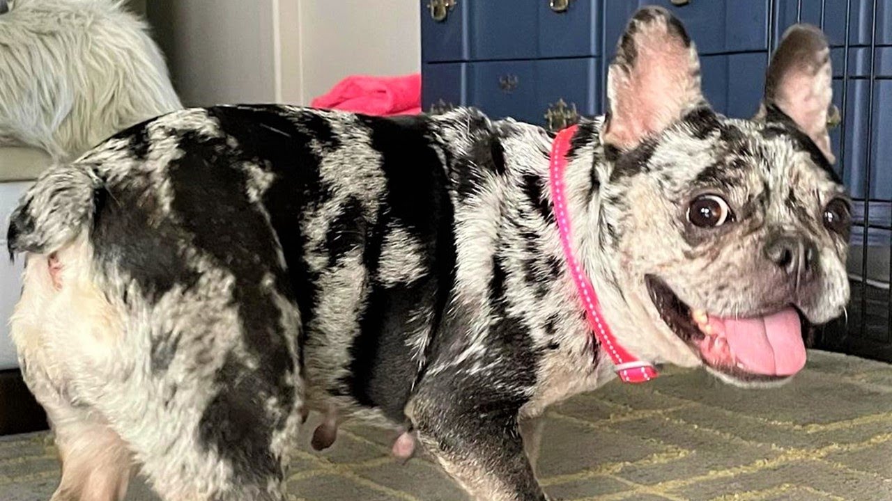 3-year-stray Frenchie is so grateful for affection and love - YouTube