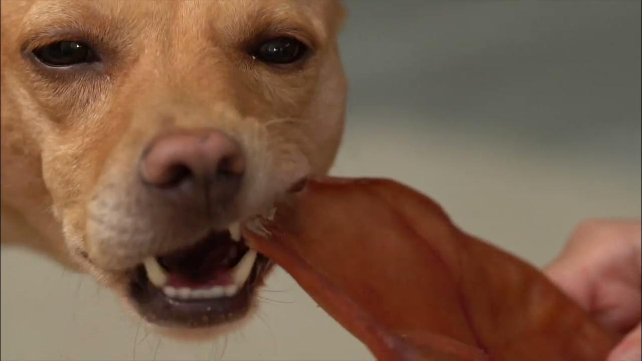 Dried pig ears_Grinding sound_ASMR Dog eating biting licking 개 먹고 물고 핥기 - YouTube