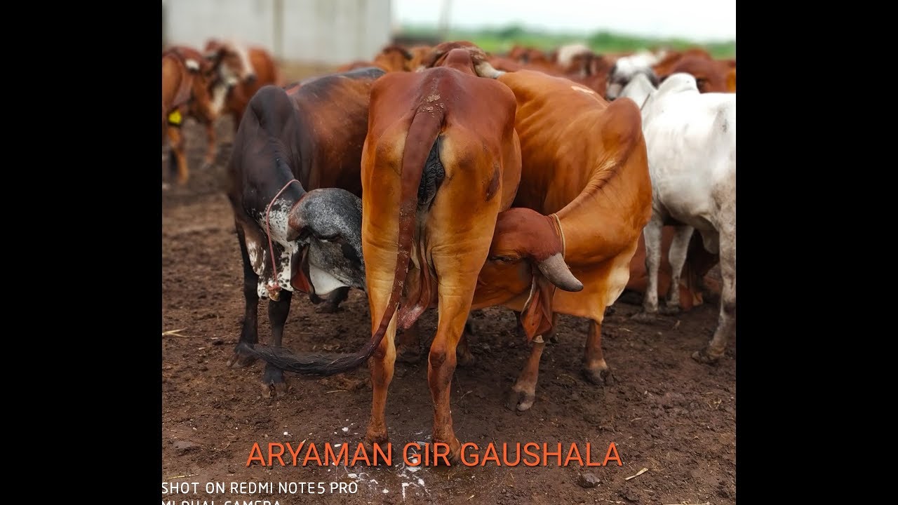 GIR GAUMATA IS _WORLD_BEST GAUMATA AT PRESENT TIME...!!!!! - YouTube