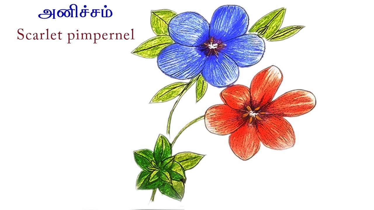 அனிச்சம் மலர் வரைவது எப்படி | Scarlet pimpernel Flower Drawing - YouTube