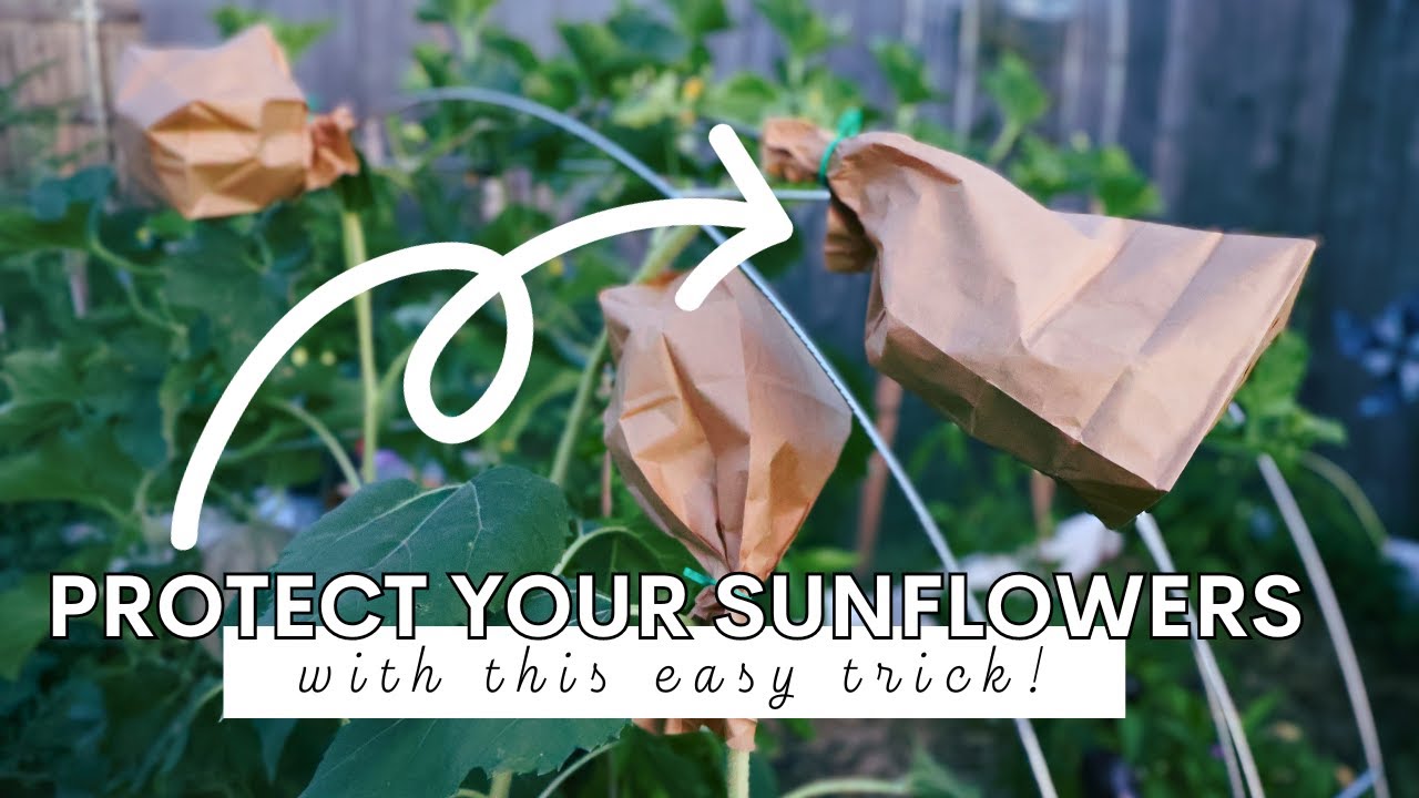 Protect your Sunflower Harvest from Pests with this Easy Trick! - YouTube