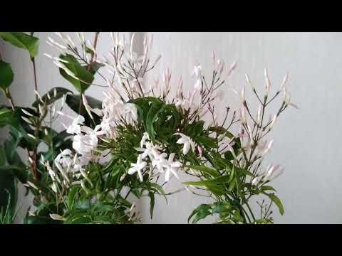 Pembe Yasemin (Jasminum Polyanthum)Pink Jasmine,Çin yasemini Çiçeği Bakımı 