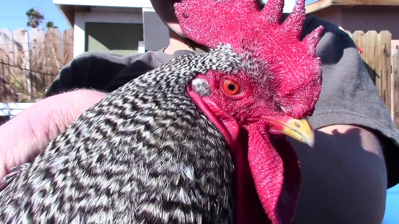 Meet Our Crazy Guard Rooster Jabberwocky - YouTube