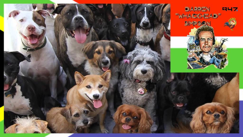 Whackhead Simpson - One Too Many Dogs - YouTube