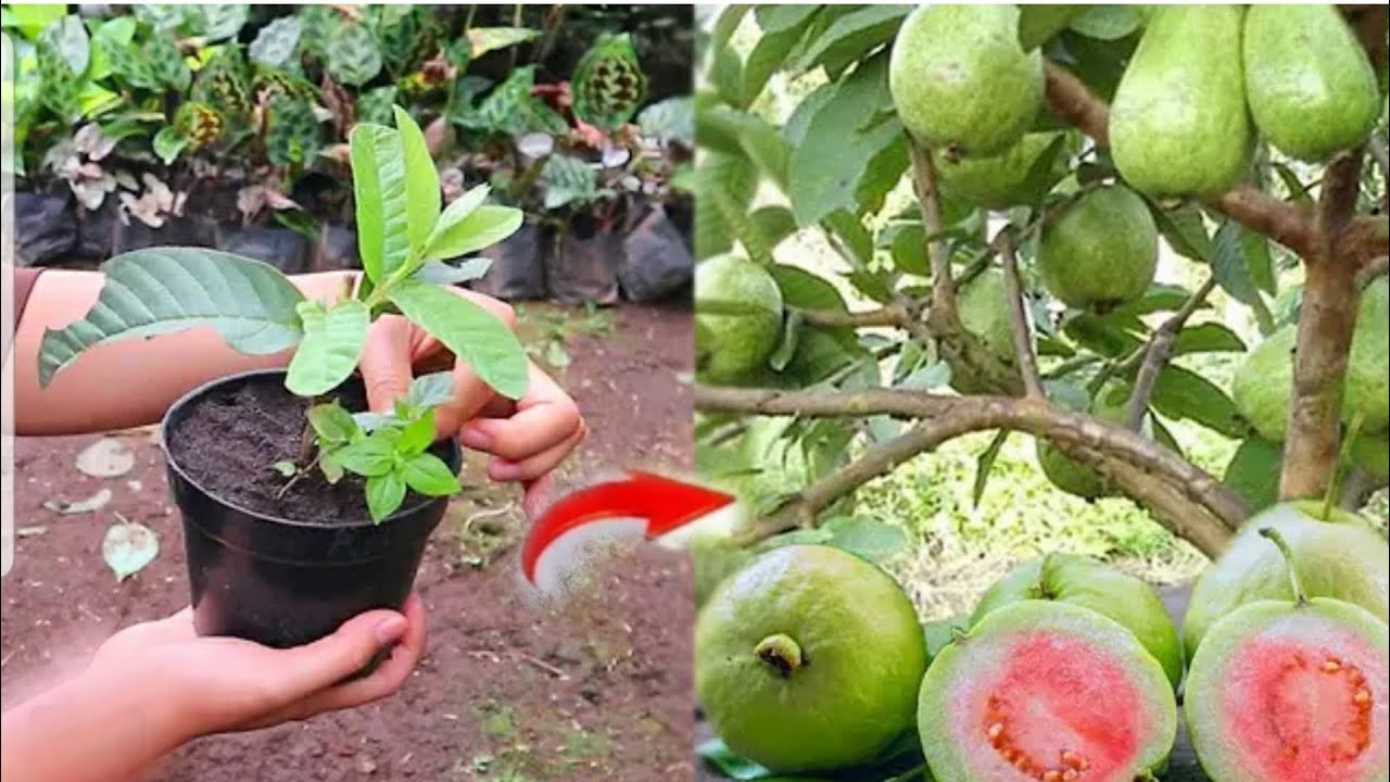 Unique Technique to Grow Guava from seeds use Aloe Vera success !00% ...