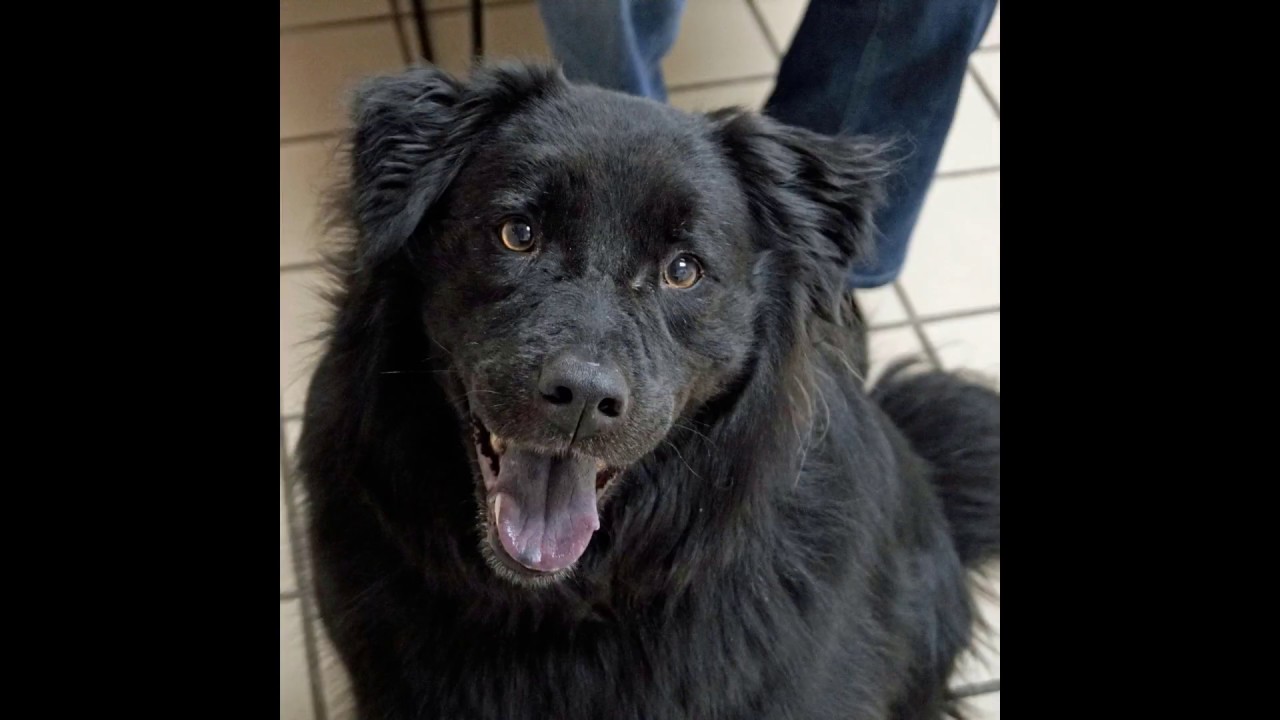 Flat Coated Retriever Chow Mix