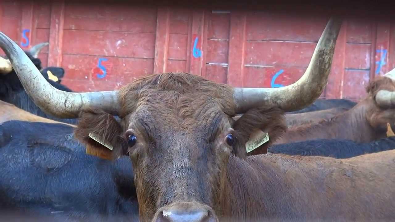 VACAS DE SANTOS ZAPATERIA EN CORRALES ARGUEDAS NAVARRA) 7- 08 -2013 ...