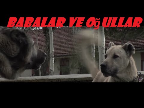 TÜRK ÇOBAN KÖPEKLERİNİN KÜLT BELGESELİ BABALAR VE OĞULLARI