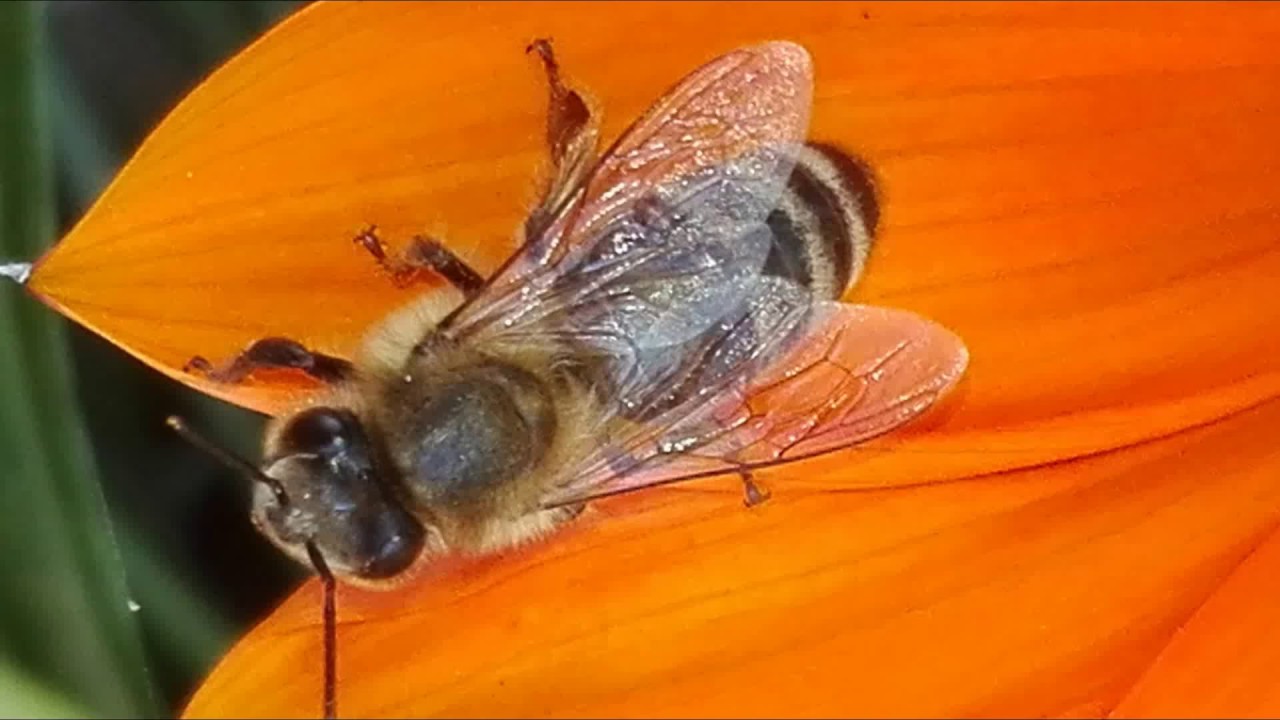 Albine si flori 2017. - YouTube