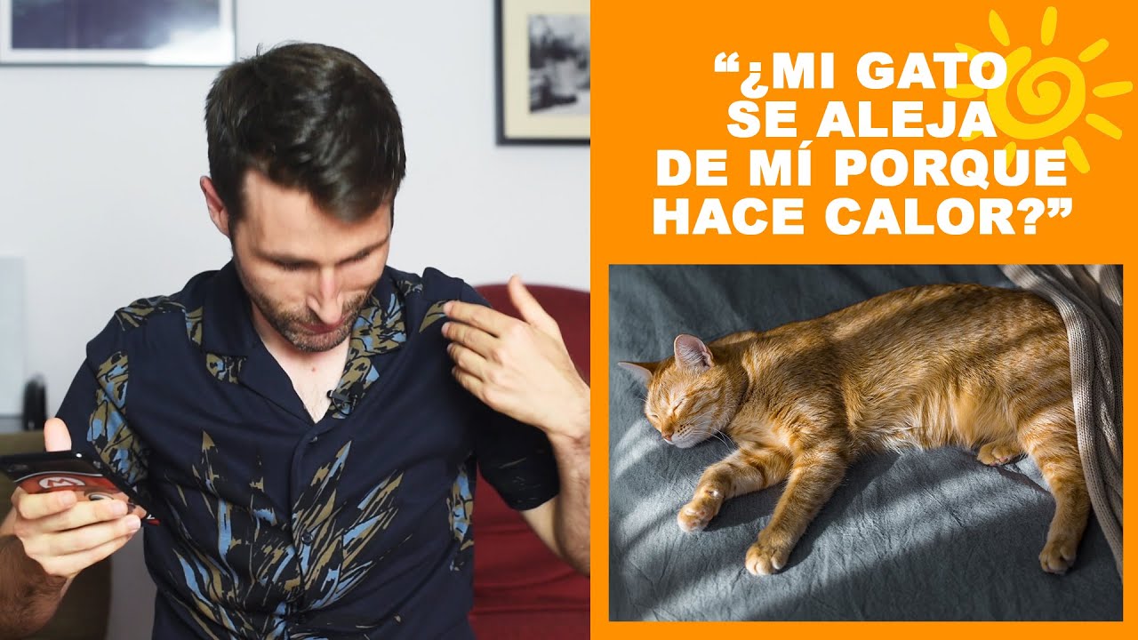 ¿Es normal que mi gato esté "raro" cuando llega el calor? - YouTube