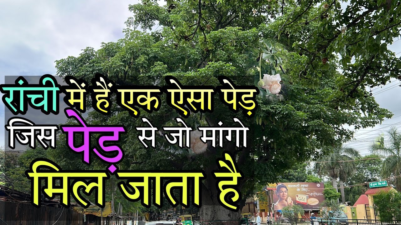 Kalptaru Tree ( कल्पतरू वृक्ष) in Ranchi. समुंद्र मंथन में निकला था ये ...