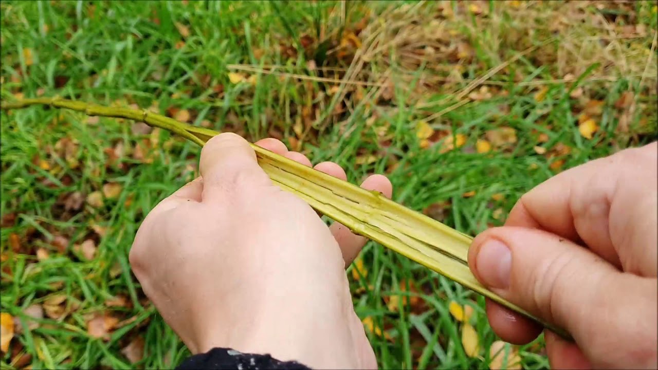 Removing the bark from green nettles - YouTube