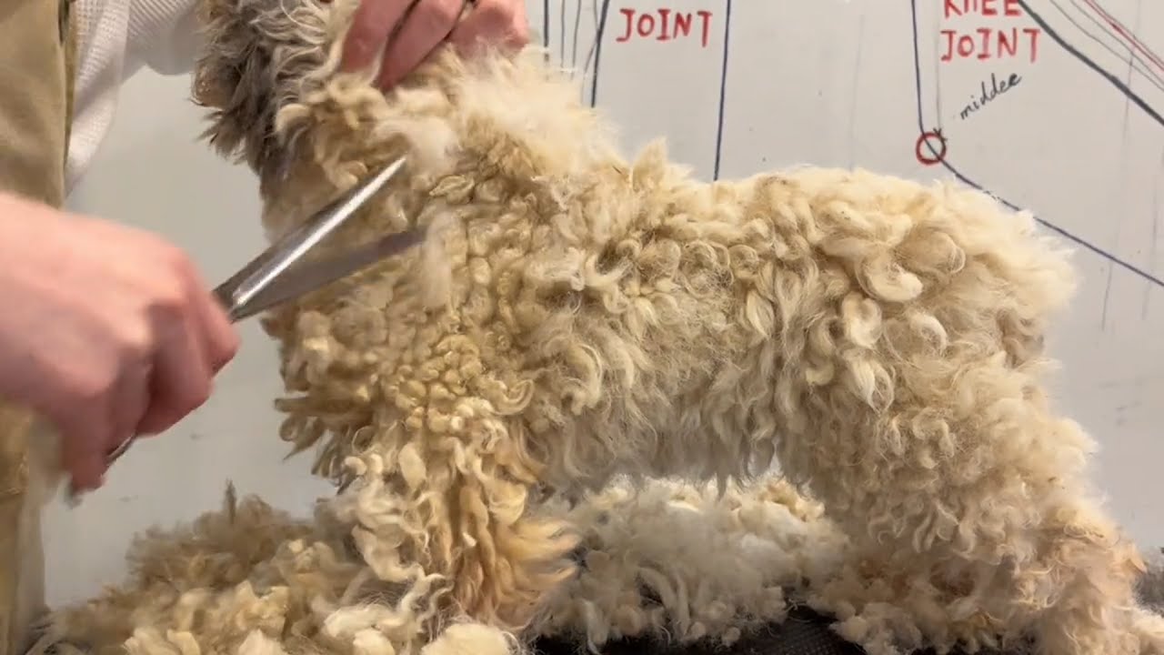 Very Matted Poodle Puppy, Perfect Grooming!👍🏻 | Puppy Grooming | Dog ...