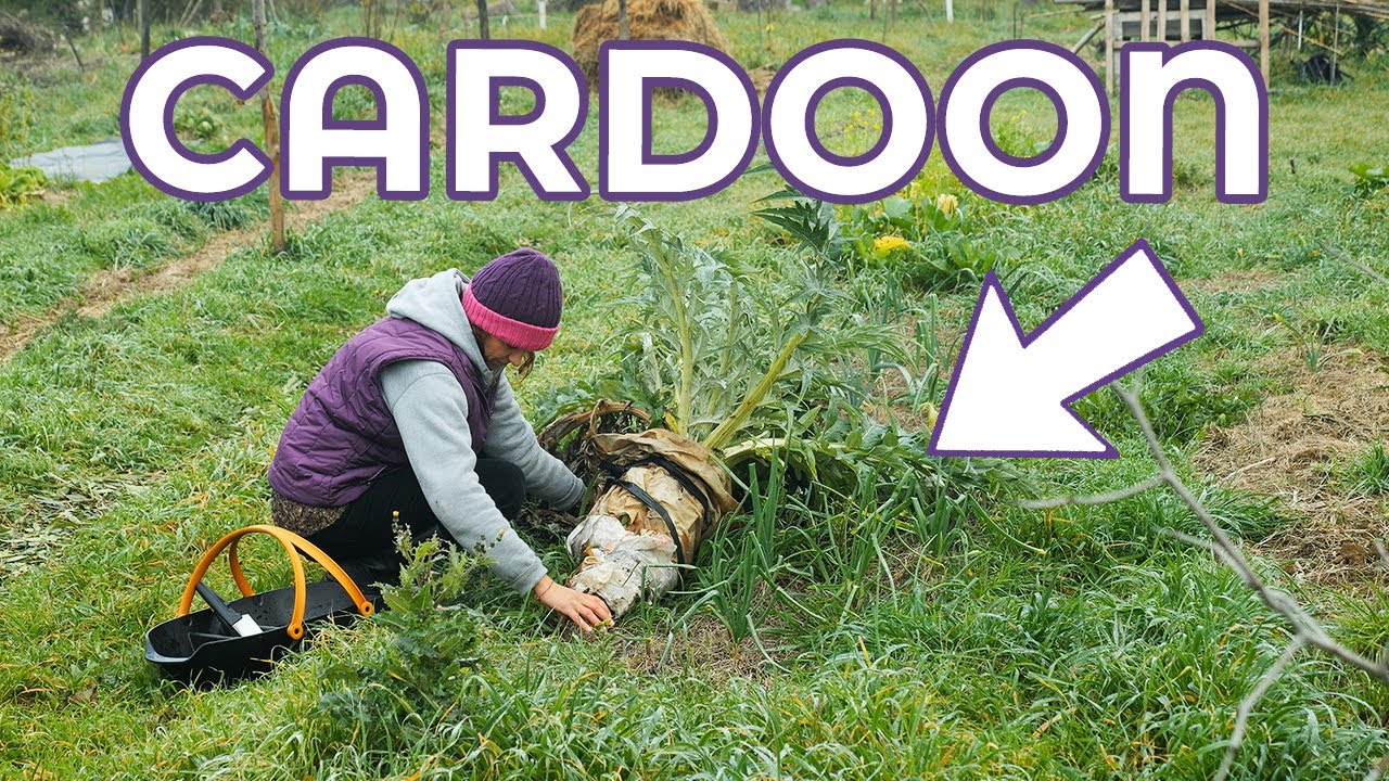 CARDOON HARVESTING, preparing for cooking | ASMR - YouTube